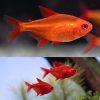 LIVE FISH - Muzel Red Cherry Tetra - 3cm - Aquarium Central